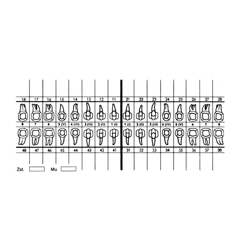 Zahnschema klein weiß | Praxisorganisation | Praxis | Pluline | dental bauer Online-Shop